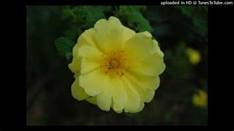 Cover Roger Bockus Yellow Rose Of Texas Youtube