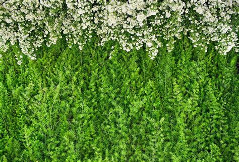 Mehofond Jungle Party Photography Background Grass Foliage Green Screen