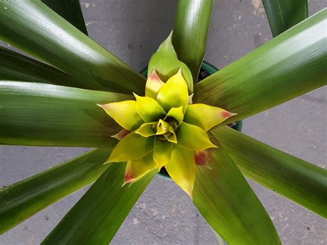 Bromeliad Assorted The Garden Feast Bromeliad Assorted The Garden Feast