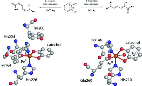 Top The Extradiol And Intradiol Catechol Cleavage Pathways Catalyzed