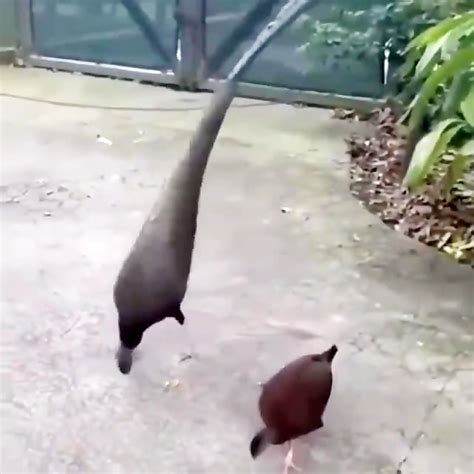 دوبله جواد خواجوی