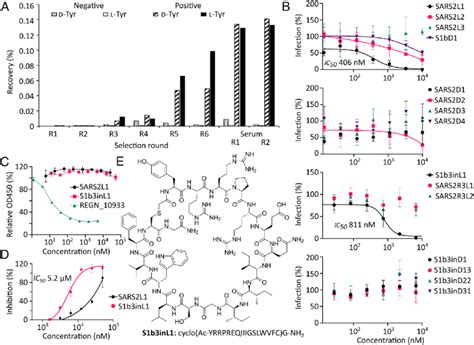 Macrocyclic Peptide Selection Strategy And Selection Results A Download Scientific Diagram