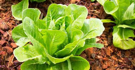 Unlock The Benefits Of Lettuce Companion Plants Guide