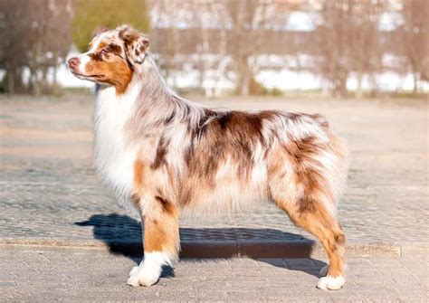 About The Mini Aussie Dog Breed Cornerstone Mini Aussies