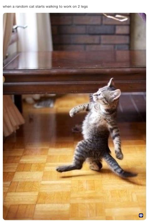 Why Wont My Cat Walk On Her Back Leg At Crystal Yazzie Blog