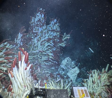 Tubeworms And Mussels And Eelpouts Oh My Deep Sea And Polar Biology