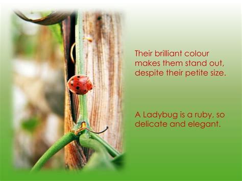 Ladybug Pptx