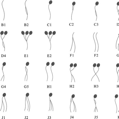 The Subtype Of Ldps Download Scientific Diagram