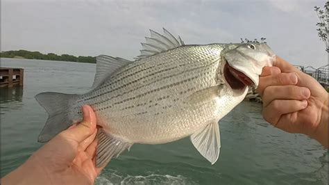 Where To Fish For White Bass At Pearlie Ruiz Blog