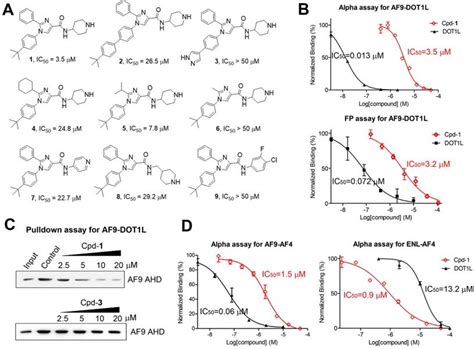 Small Molecule Inhibitor Of Af9 Enl Dot1l Af4 Aff4 Interactions
