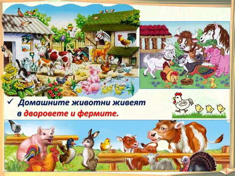 13 Диви и домашни животни РК Просвета В П Pptx
