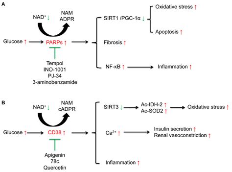 Effects Of Poly Adp Ribose Polymerases Parps And The Cyclic