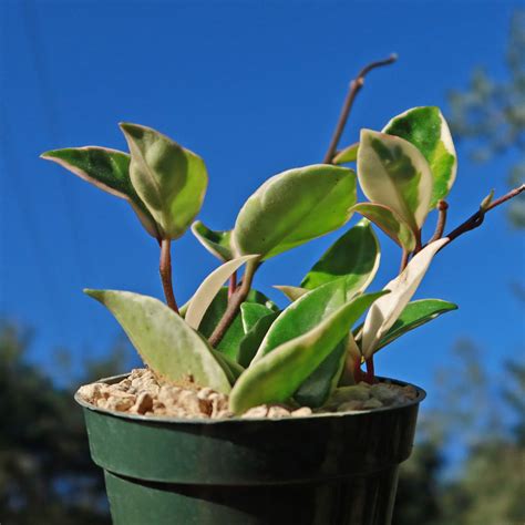 Buy Hoya Tricolor Online Planet Desert
