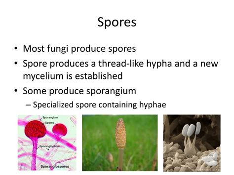 Ppt Fungi Powerpoint Presentation Free Download Id2033915