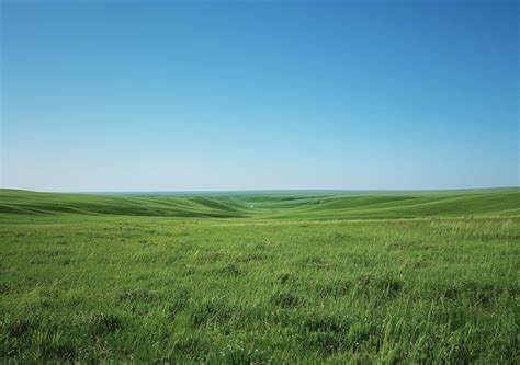 Grasslands Are Vast Areas Of Land Covered With Grass Premium Ai