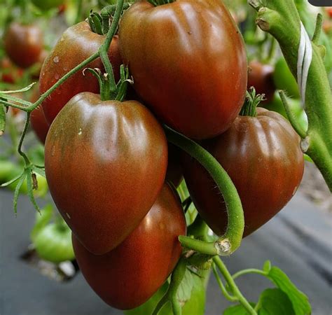 Томат Евпатор F1 Отзывы Фото – Telegraph