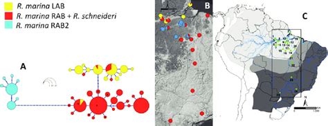A Haplotype Network From Maximum Likelihood Ml Analysis Of