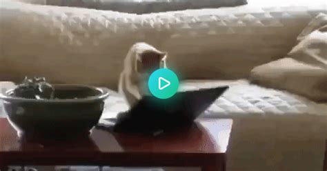 Angry Typing Album On Imgur