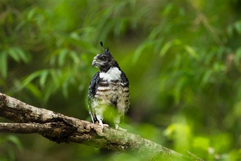 ฅนรักษ์ธรรมชาติ เหยี่ยวกิ้งก่าสีดำ Black Baza