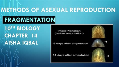 Fragmentation Class 10 Youtube