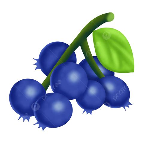 블루베리 일러스트 과일 블루 베리 음식 Png 일러스트 및 Psd 이미지 무료 다운로드 Pngtree