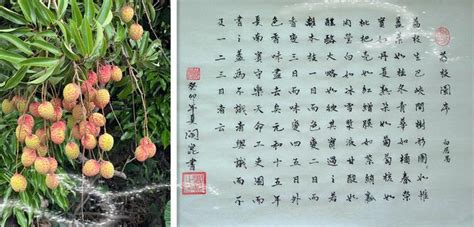 荔枝熟了 知乎