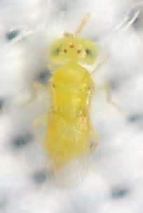 Aphelinidae Aphytis Bugguidenet