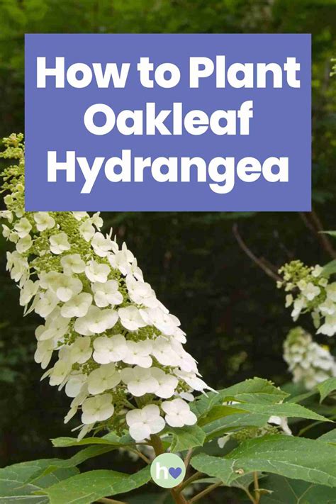 How To Plant Oakleaf Hydrangea Hydrangea Love