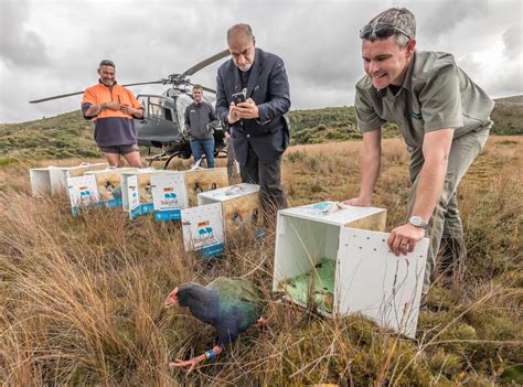 Making More Takahē The Work Of The Takahē Recovery Programme