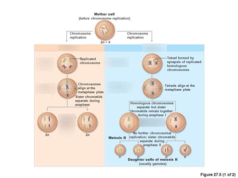 Mitosis Diagram With Chromosome Numbers