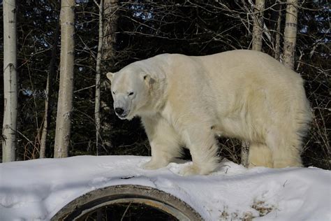 Polar Bears Get Their Colour Cochrane Polar Bear Habitat