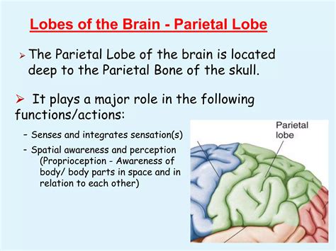 19 Cerebral Hemisphere Functions 1 Pptx