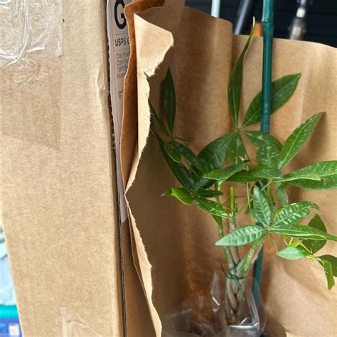 Mican Philodendron Velvet Leaf Philo Indoor And Outdoor Live Tropical House Plant Rooted Easy Care