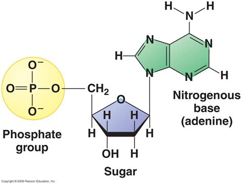 Nitrogenous Base Dna