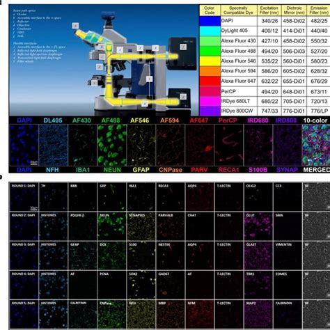 Overview Of The Multiplex Ihc Staining And Multispectral Download Scientific Diagram