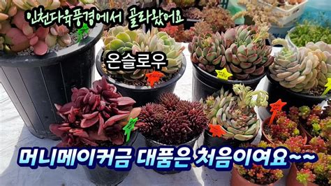 군생다육들 늘 함께하지만 언제나 새로워요~ㅎ다육중독 Youtube