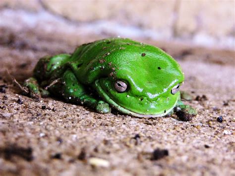 2560x1440 Wallpaper Green Frog Peakpx