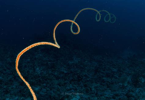 Genus Stichopathes · Minka