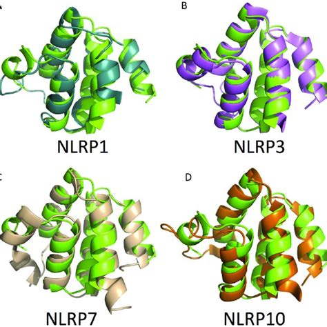 Structural Comparison With Other Nlrp Pyd Domains The Pyd Structures Download Scientific