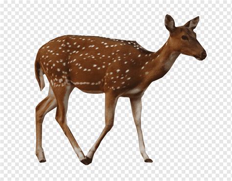 사슴 Png Pngwing