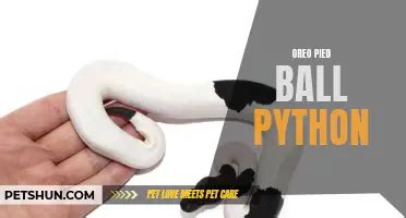Demystifying The Art Of Sexing Ball Pythons A Guide For Reptile Enthusiasts PetShun