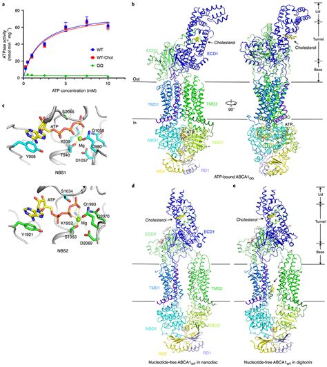 Cholesterol Efflux Mechanism Revealed By Structural Analysis Of Human ABCA Conformational
