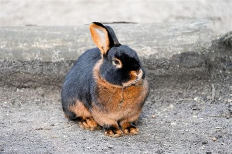 Tan Rabbit Info Lifespan Behavior And Care With Pictures Pangovet