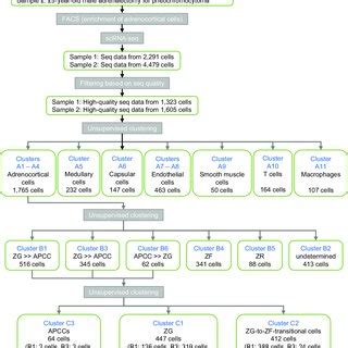 The Flow Of The Study And Unsupervised Clustering For Single Cell RNA Download Scientific
