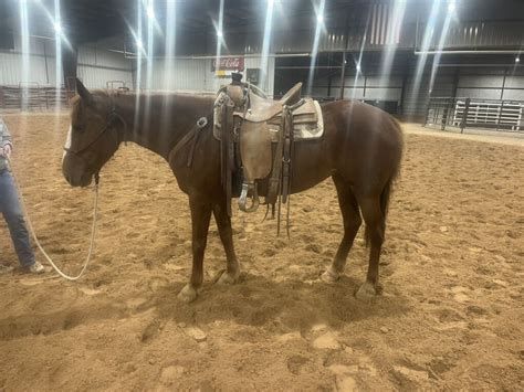 5 Year Old Mare Horses Ksl Classifieds