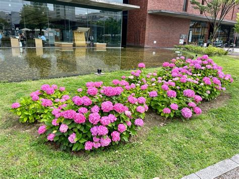 福山市中央公園のアジサイ 備後エリア福山市周辺情報
