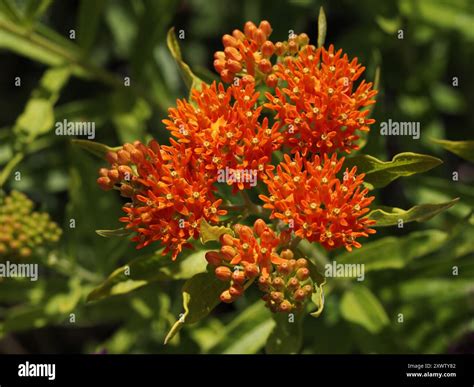 Milkweed Orange Asclepias Or Butterfly Weed Asclepias Tuberosa