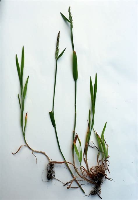 Holcus Mollis Creeping Soft Grass West Glamorgan Flora