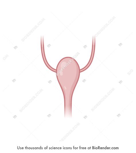 Free Rabbit Bladder Female Icons Symbols And Images Biorender