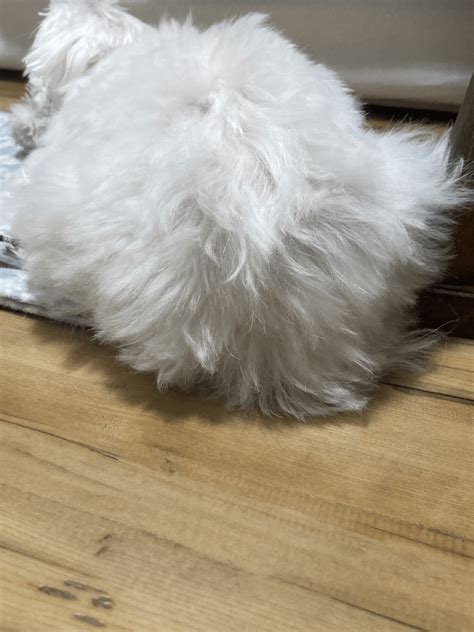 피곤한 강아지 사진 8장 유머움짤이슈 에펨코리아